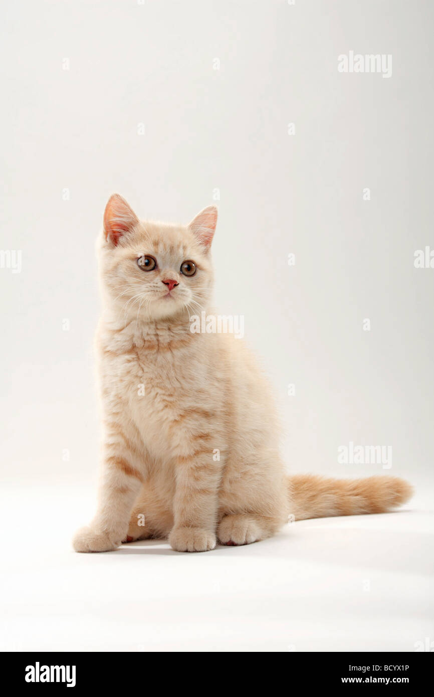 British shorthair kitten cream hi-res stock photography and images - Alamy