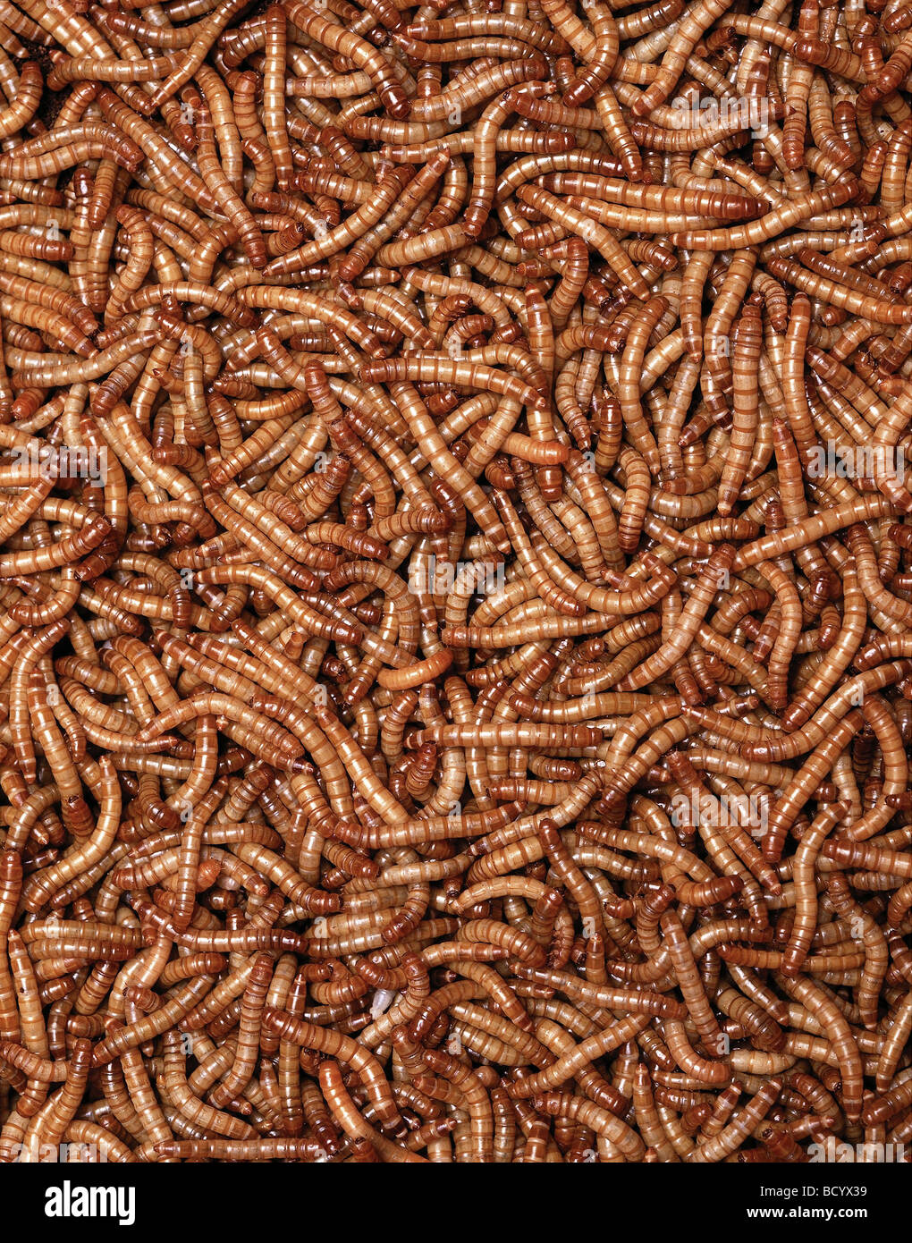 mealworms / tenebrio Stock Photo - Alamy