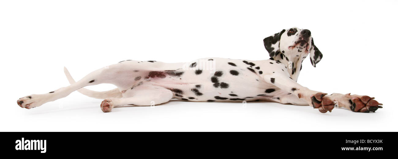 Dalmatian (Canis lupus f. familiaris), Dalmatian lying on the side ...