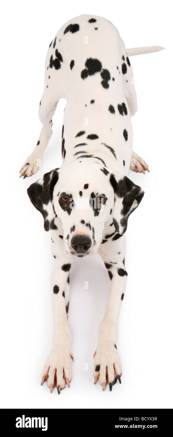 Dot dalmatian dog animal Cut Out Stock Images & Pictures - Alamy