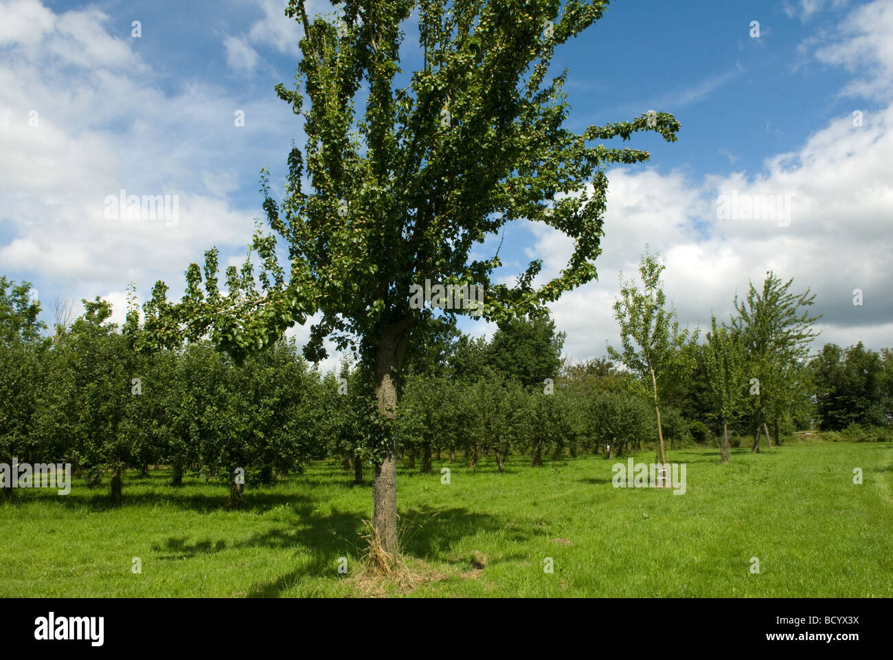 Cider apple orchard uk hi-res stock photography and images - Alamy