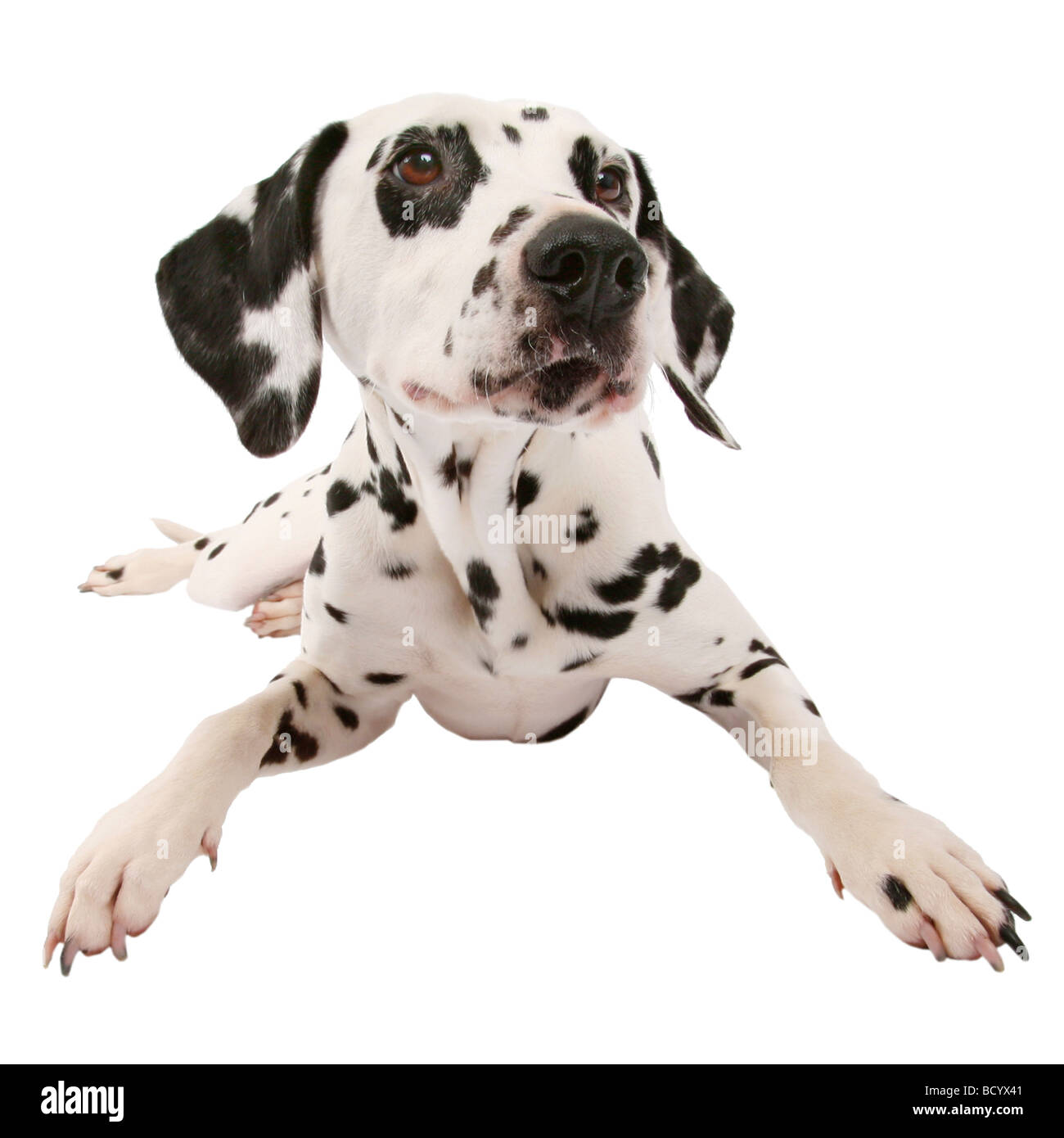 Dot dalmatian dog animal Cut Out Stock Images & Pictures - Alamy