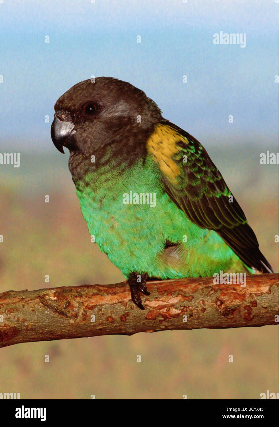 Meyers parrot hi-res stock photography and images - Alamy