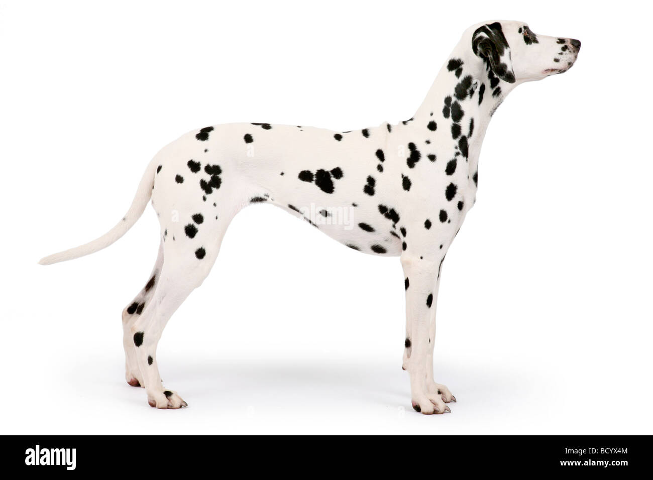 Portrait dog dalmatian side view Cut Out Stock Images & Pictures - Alamy