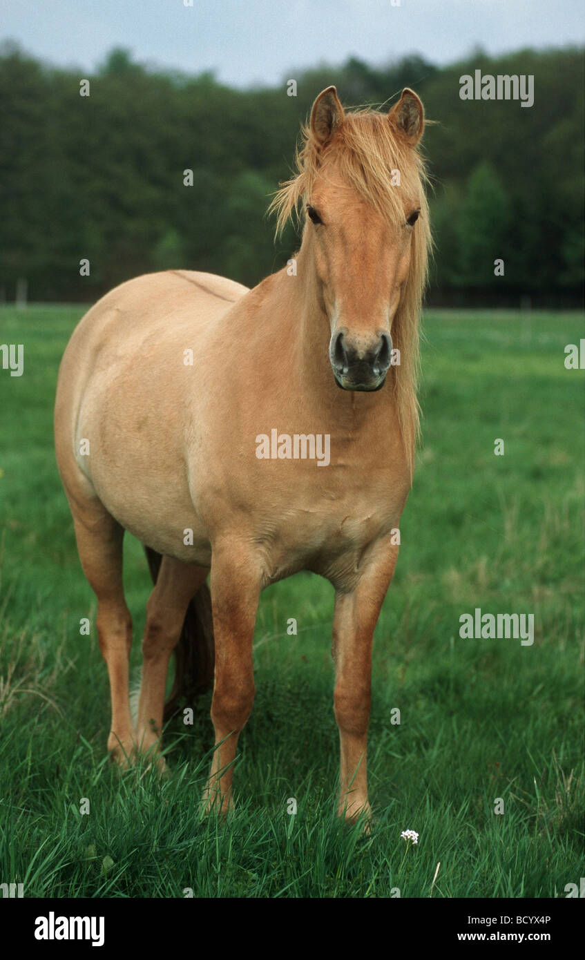 Arabian horse cross hi-res stock photography and images - Alamy