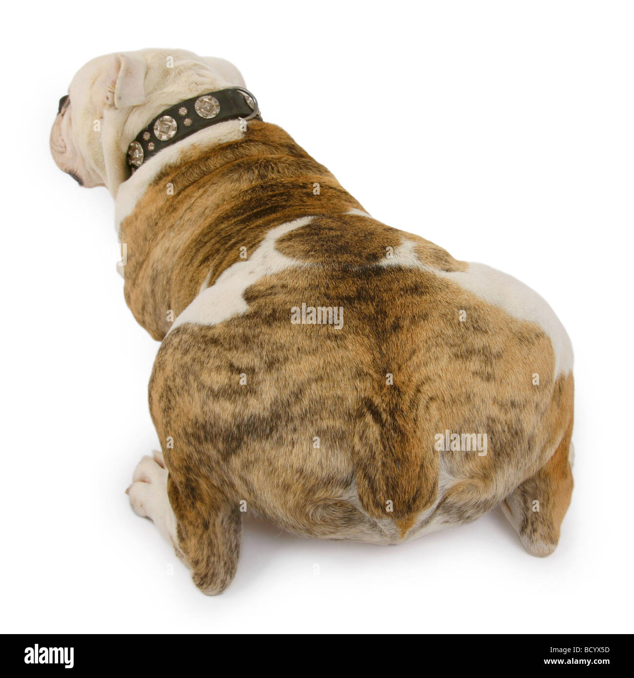 English bulldog (Canis lupus f. familiaris), down, back view Stock ...