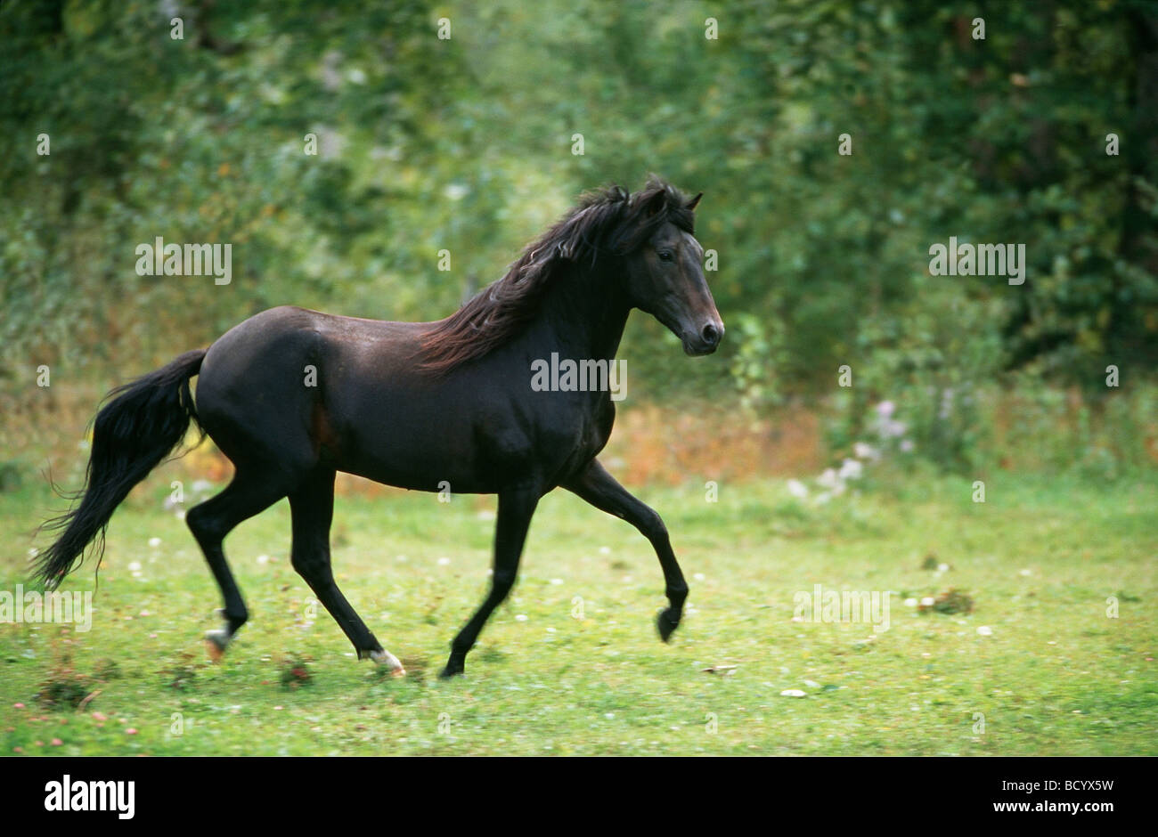 Black sideways horse hi-res stock photography and images - Alamy