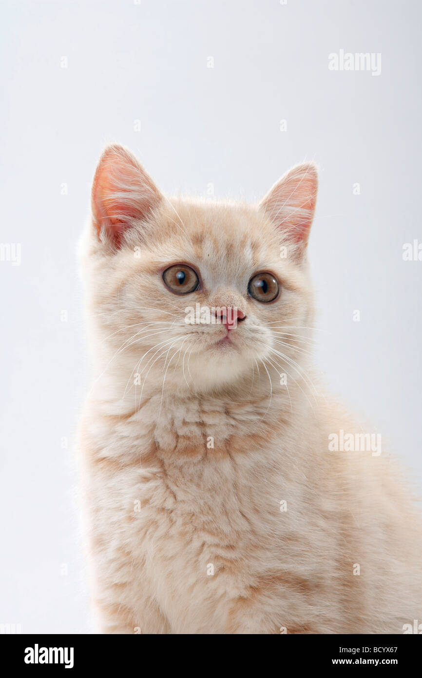 British shorthair kitten cream hi-res stock photography and images - Alamy
