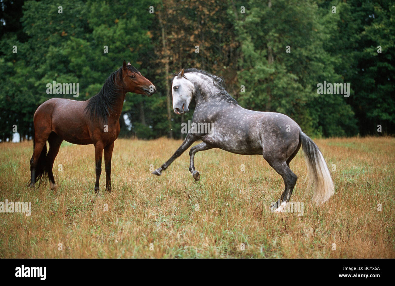 Gamble horses hi-res stock photography and images - Alamy