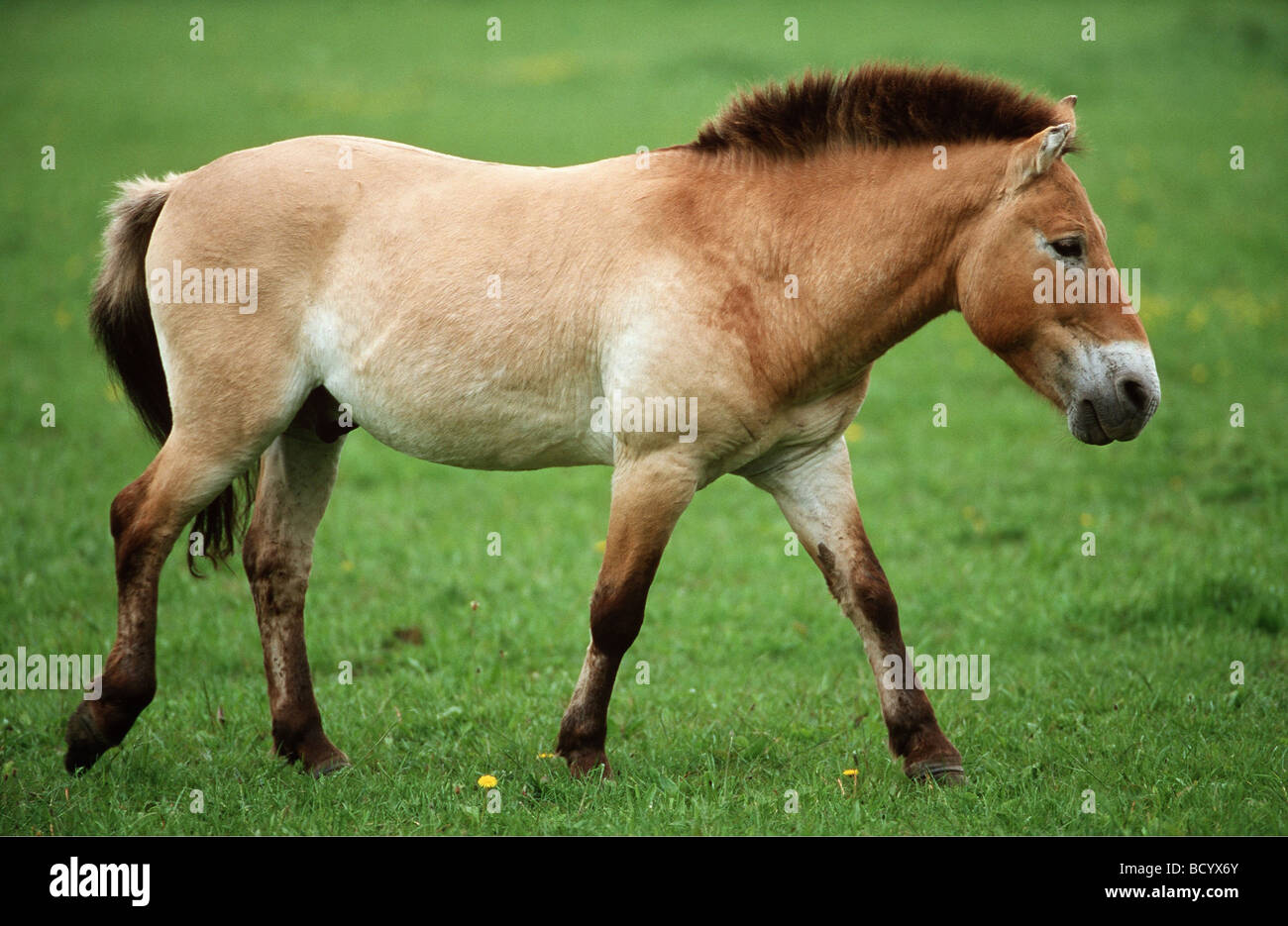 Horse footsteps hi-res stock photography and images - Alamy