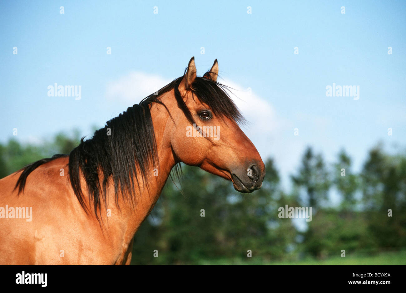 Polopony hi-res stock photography and images - Alamy