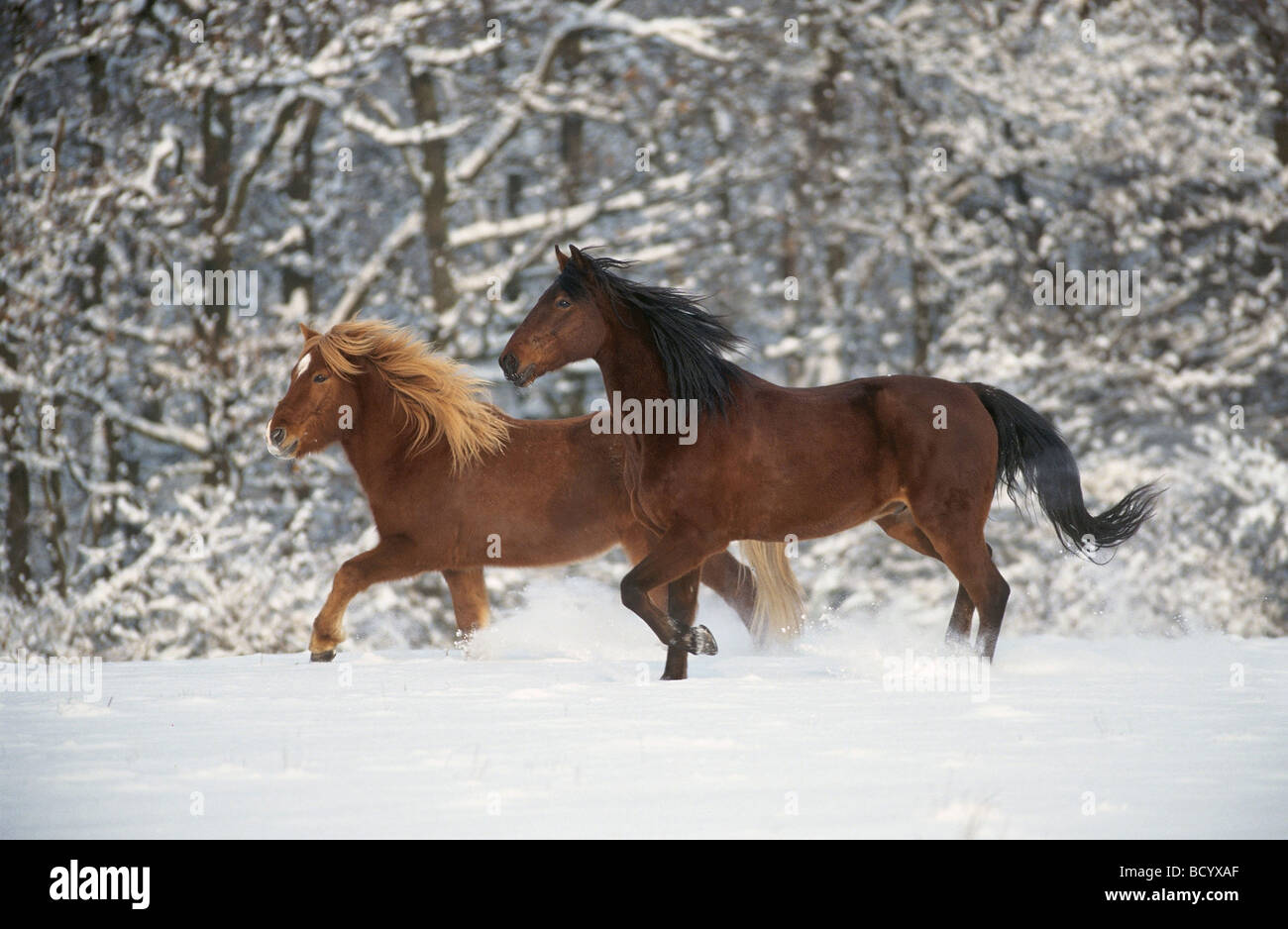 Trotter the pony hi-res stock photography and images - Alamy