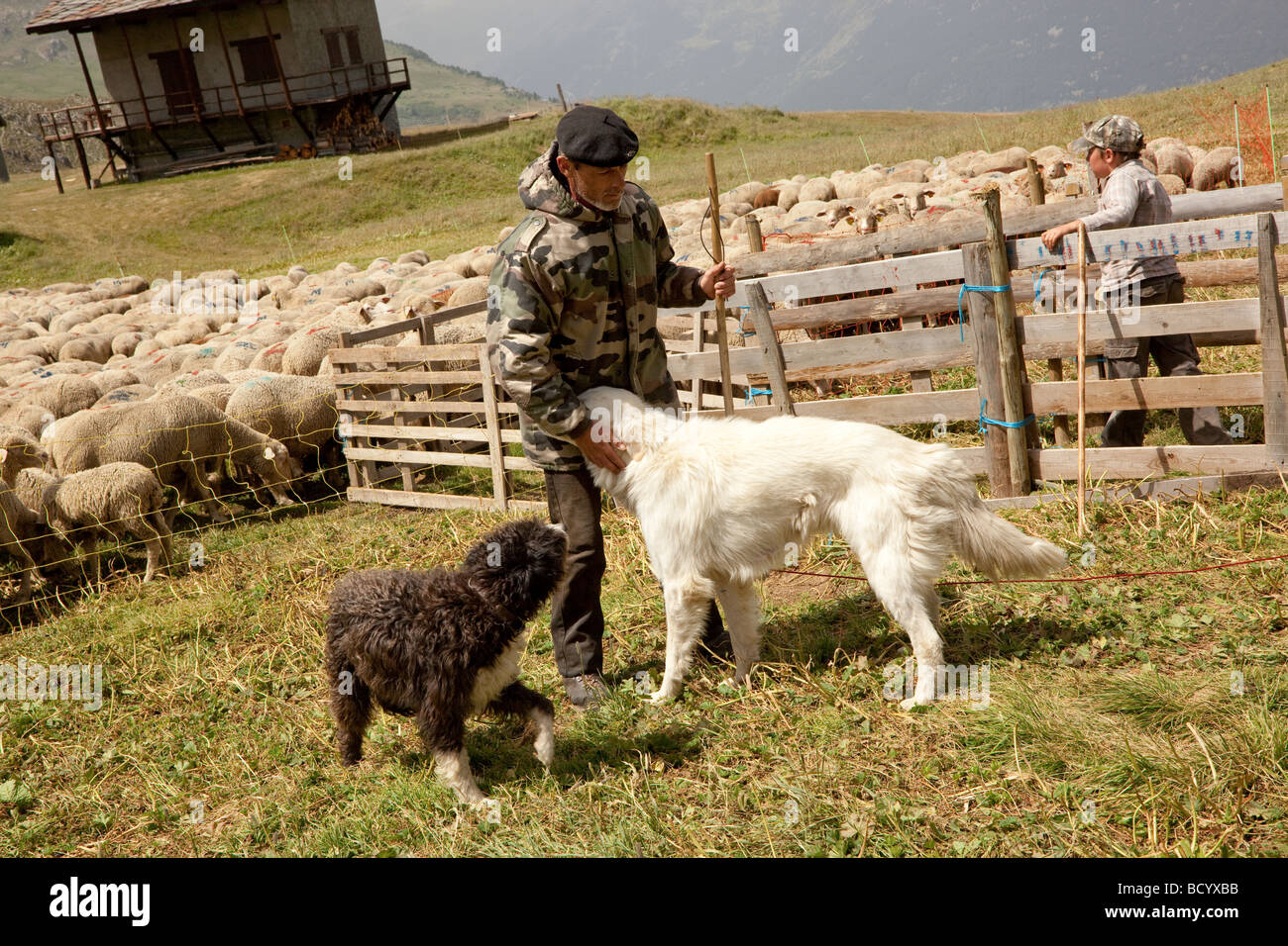 A shepherd and its dog watches a herd of sheeps Stock Photo - Alamy