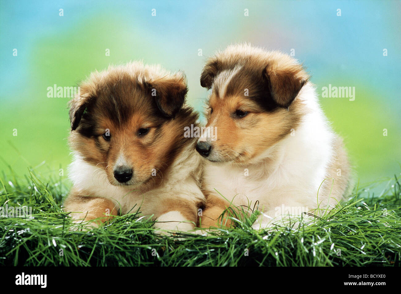 two dogs - puppies on meadow Stock Photo - Alamy
