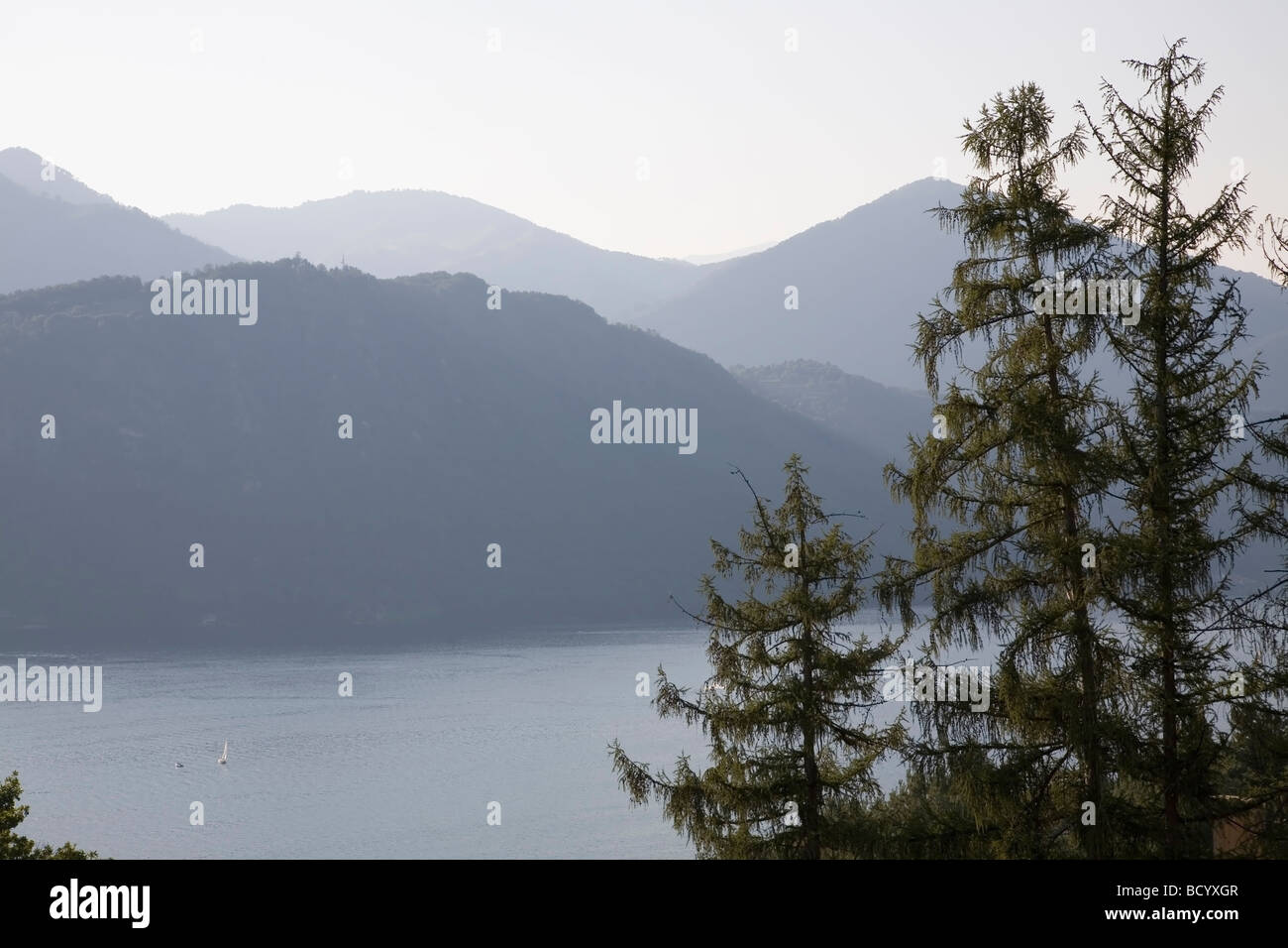 Three robust trees impart sense of life of incredible vigor hi-res ...
