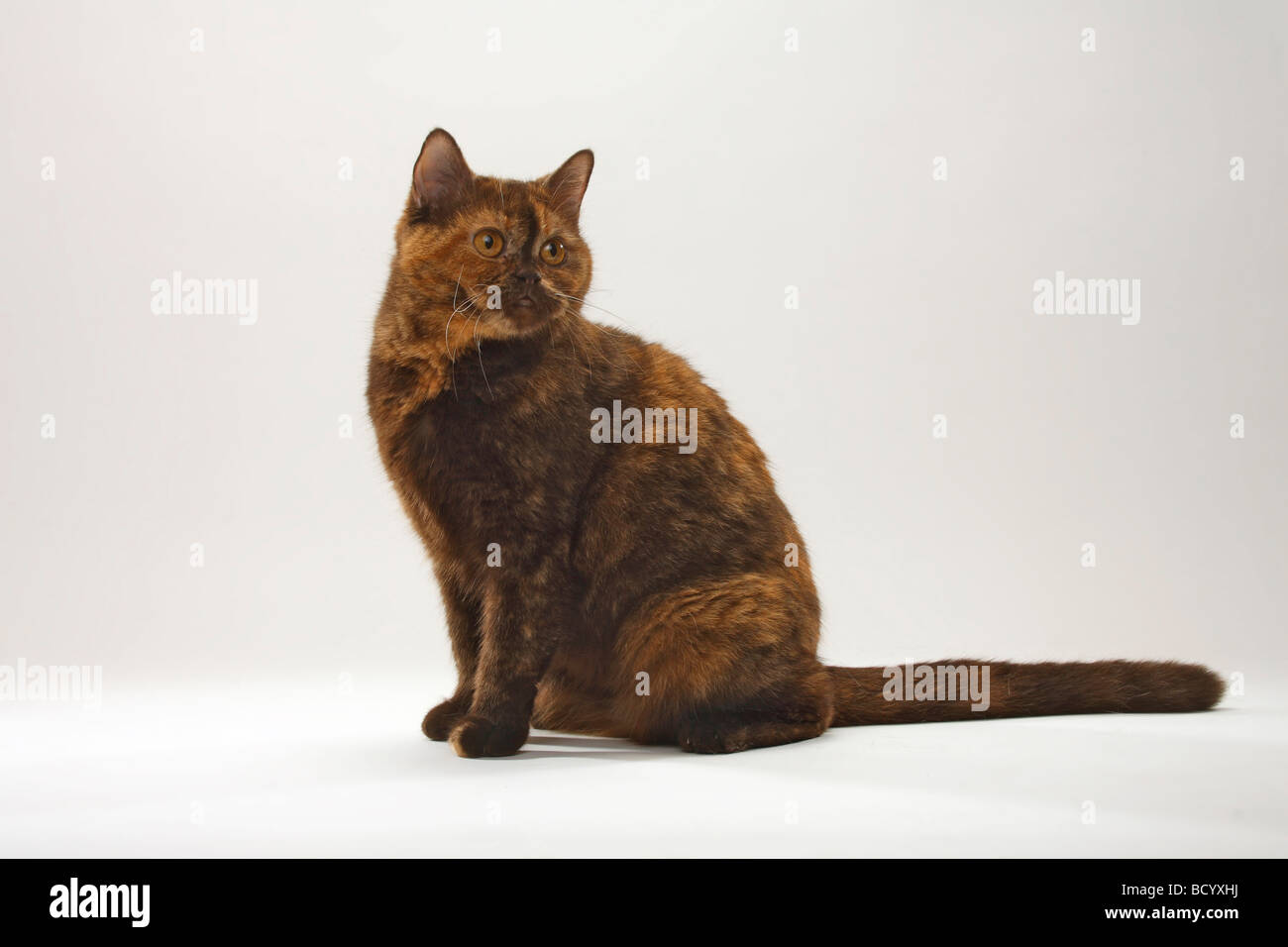 British Shorthair Cat chocolate tortie side Stock Photo - Alamy