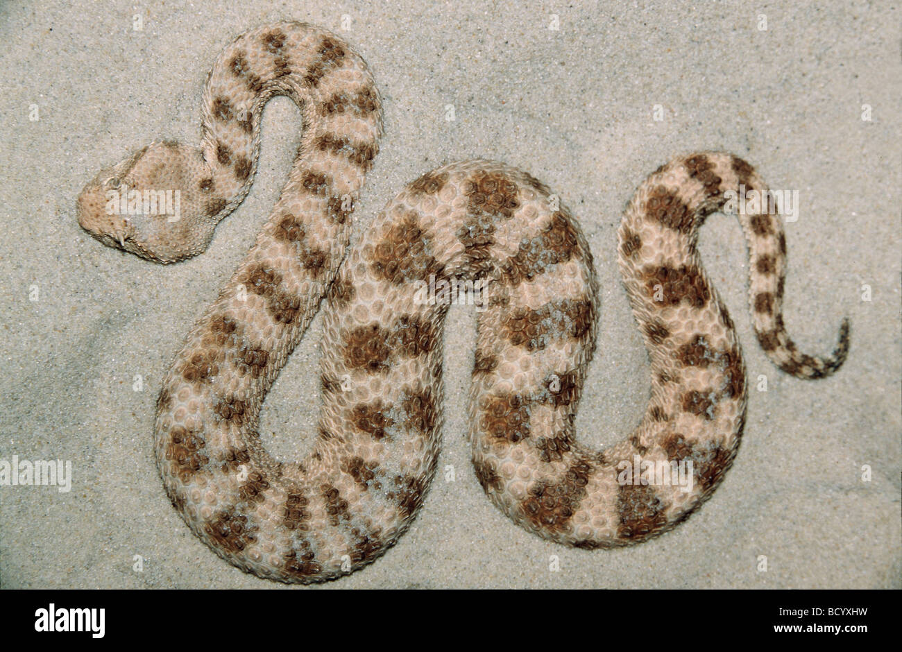 African horned viper cerastes cerastes hi-res stock photography and ...