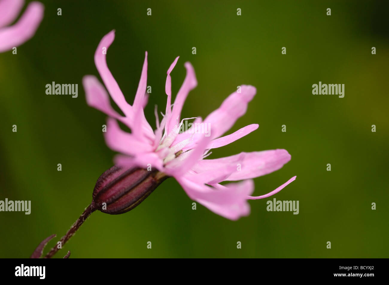 Ragged-Robin, lychnis flos-cuculi, wildflower, Fleet Valley, Dumfries ...