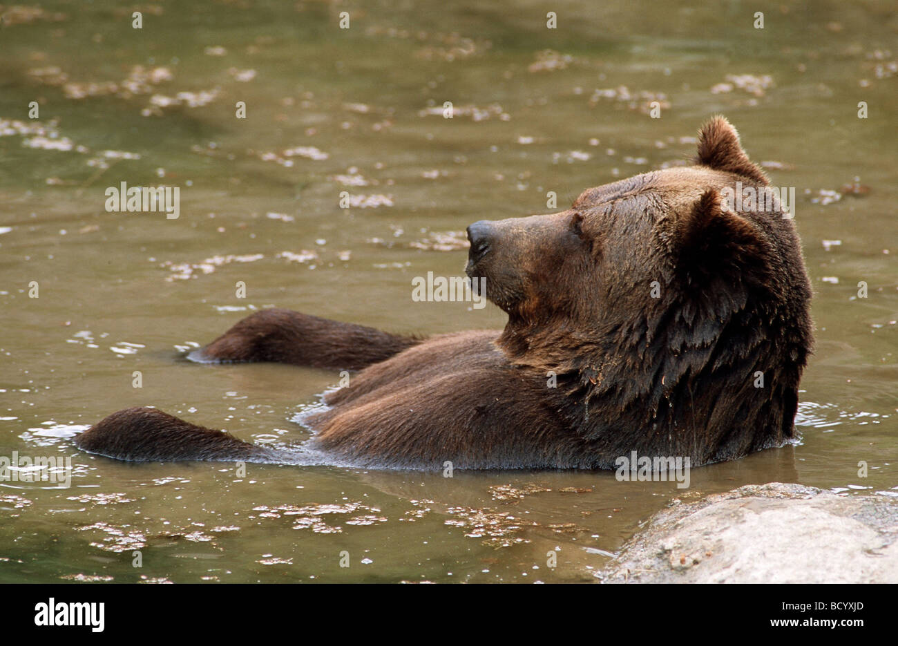 Grizzly Bears Can Swim