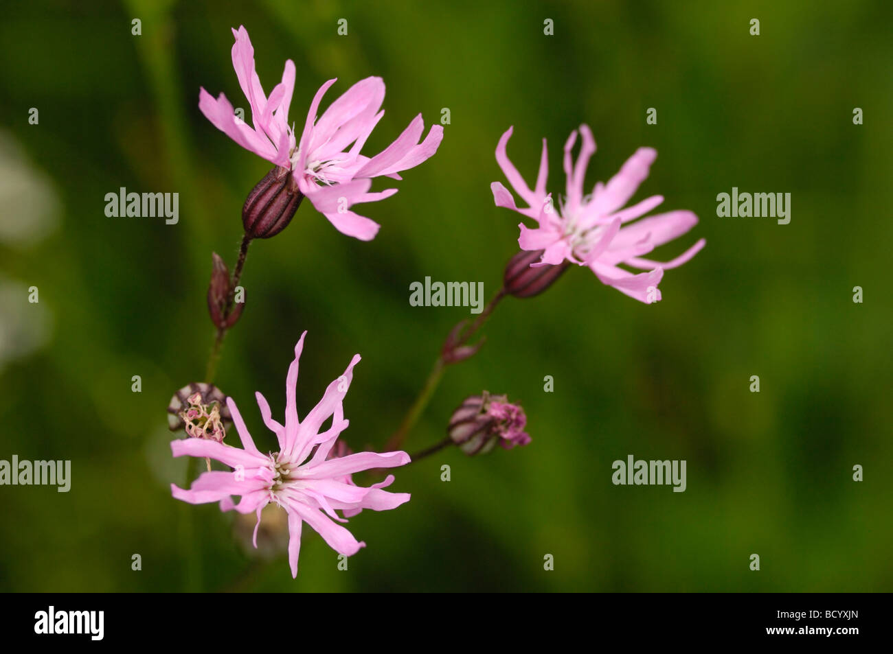 Ragged-Robin, lychnis flos-cuculi, wildflower, Fleet Valley, Dumfries ...