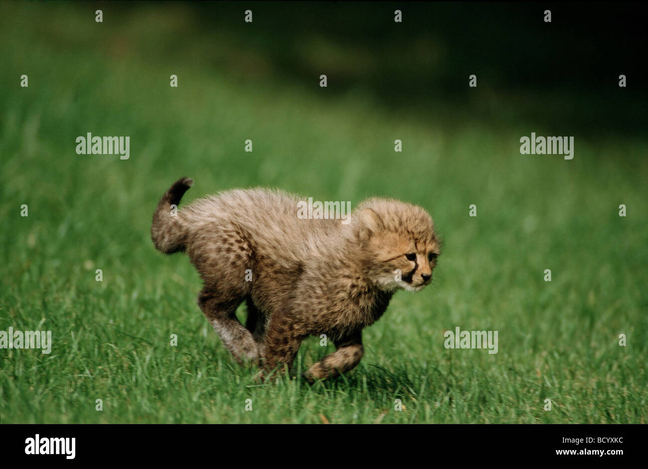 cheetah - cub running / Acinonyx jubatus Stock Photo - Alamy