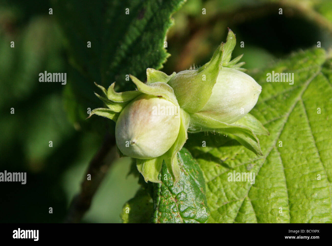 Common Hazel Tree Nuts, Corylus avellana, Betulaceae Stock Photo - Alamy