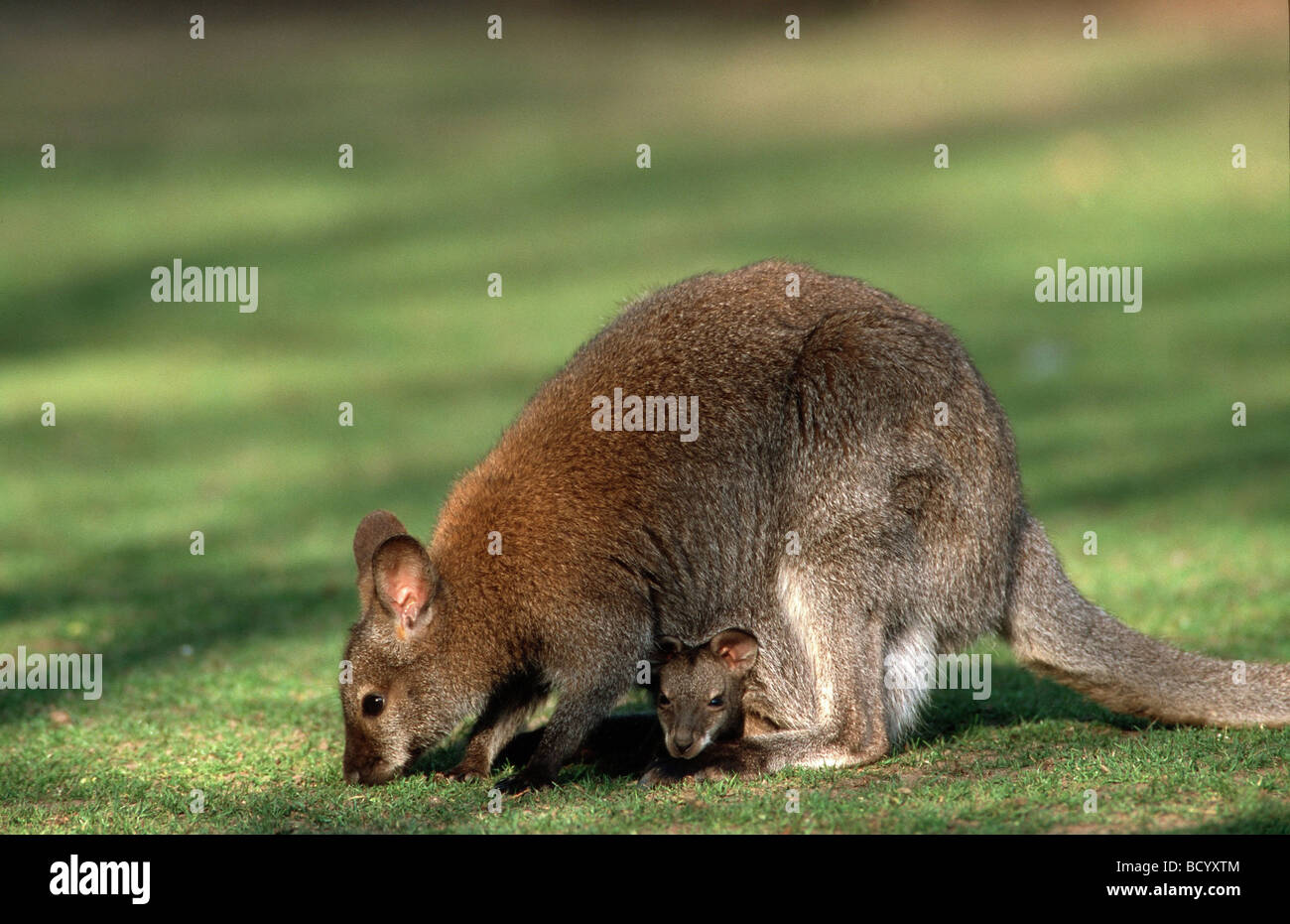red-necked wallaby / Macropus rufogriseus Stock Photo - Alamy