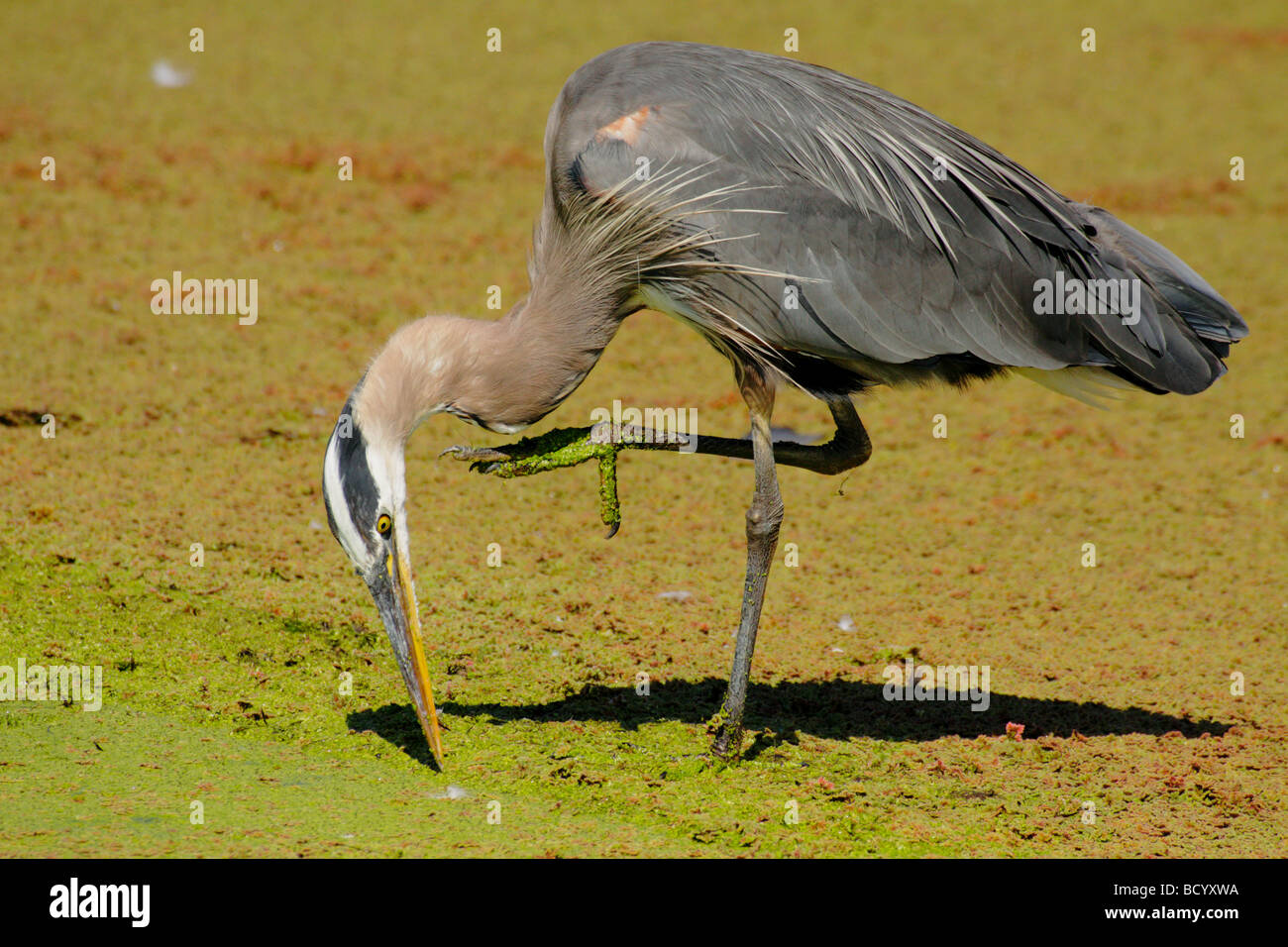 Great blue heron standing on hi-res stock photography and images - Alamy