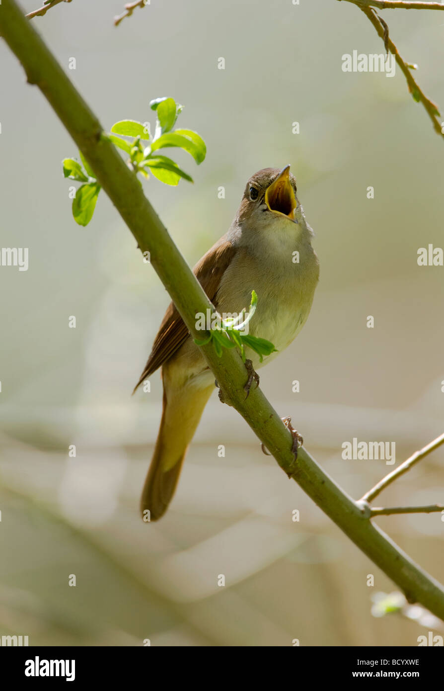 Nightingale singing hi-res stock photography and images - Alamy