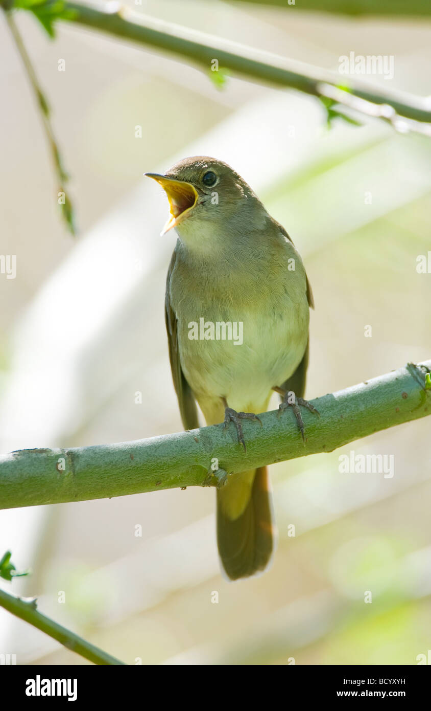 Nightingale singing hi-res stock photography and images - Alamy
