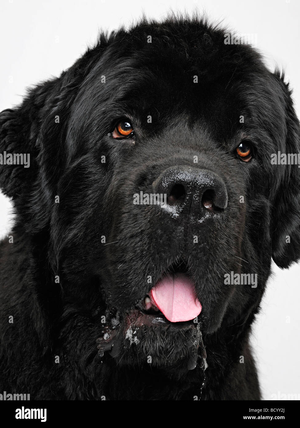 Newfoundland dog hi-res stock photography and images - Alamy