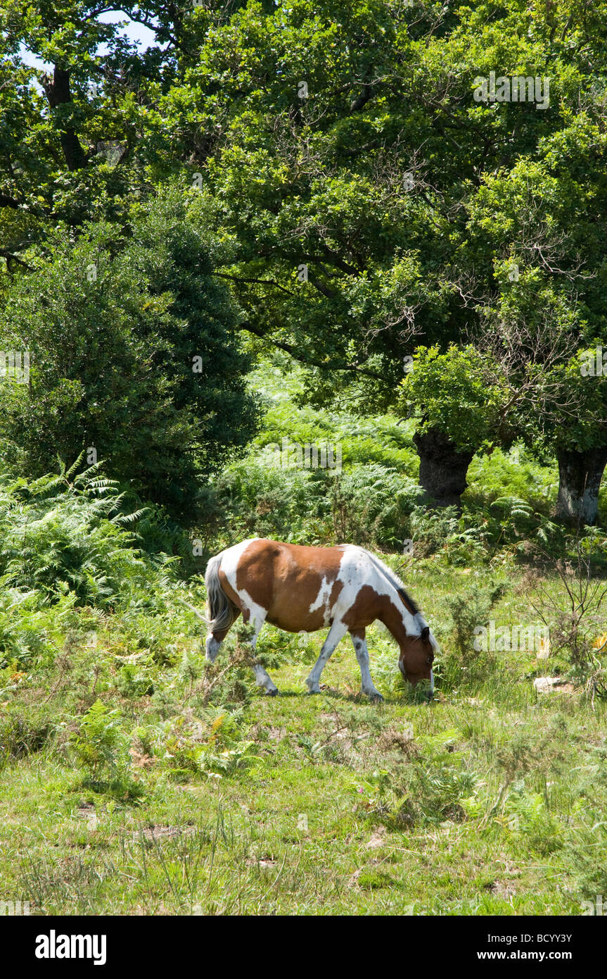 Pottok wild horse from Pyrénées mountains France Pays Basque Stock ...