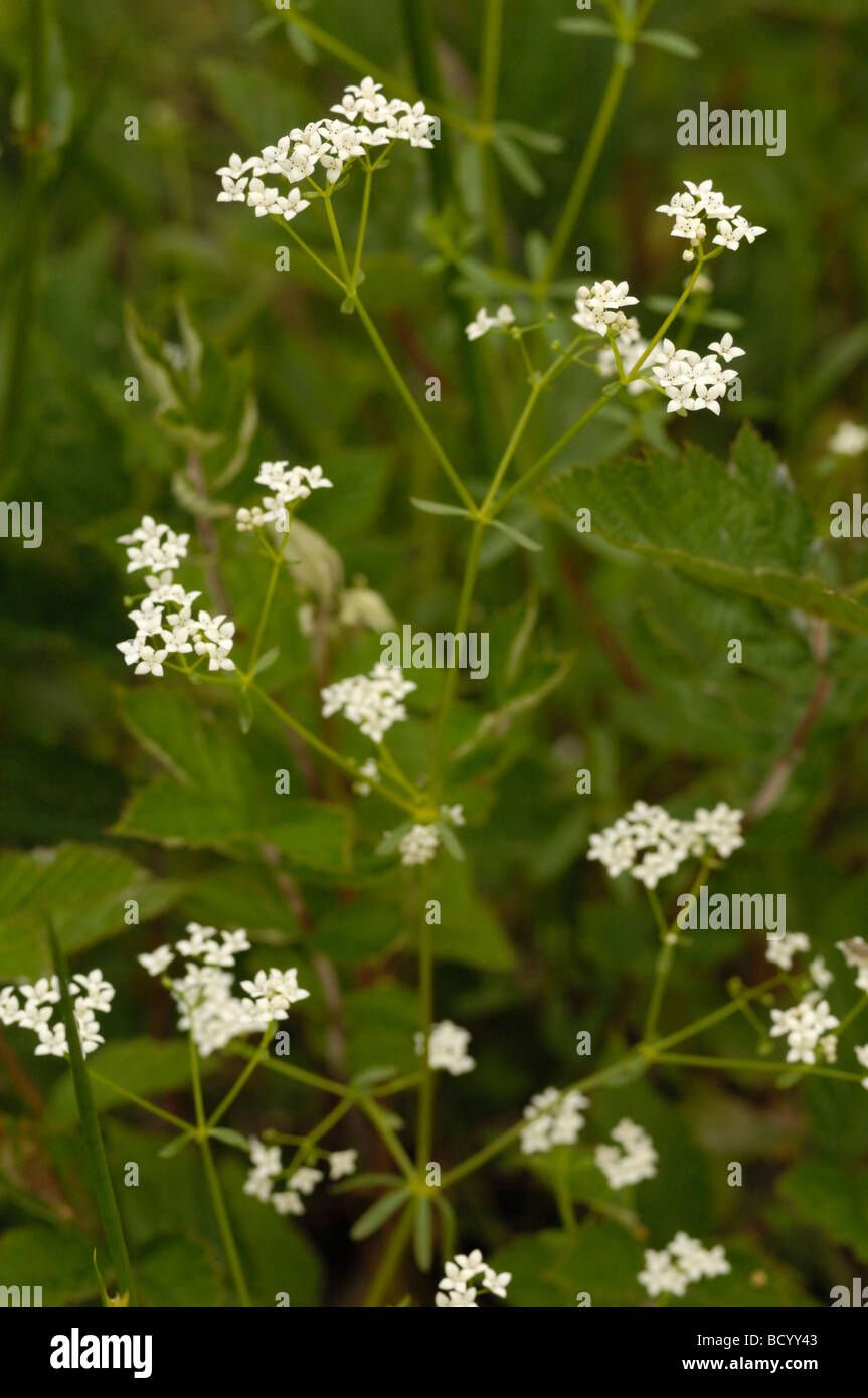 Bedstraw, galium sp., wildflower, Fleet Valley, Dumfries & Galloway ...