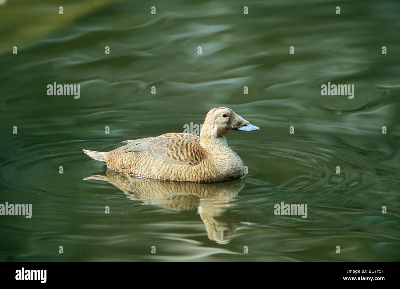 Eider ducks spectacled hi-res stock photography and images - Alamy