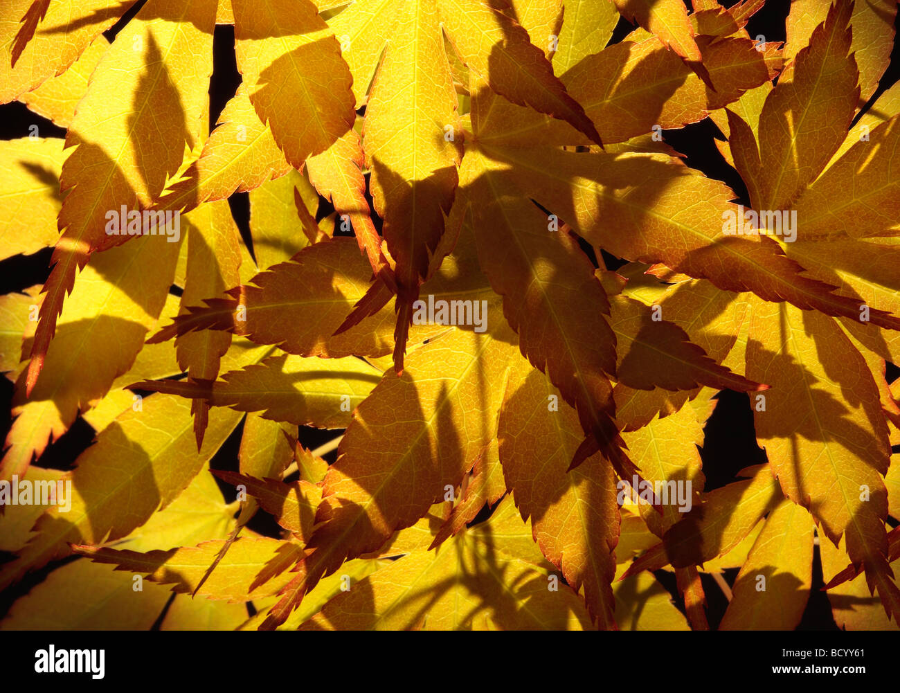 Backlit leaves hi-res stock photography and images - Alamy