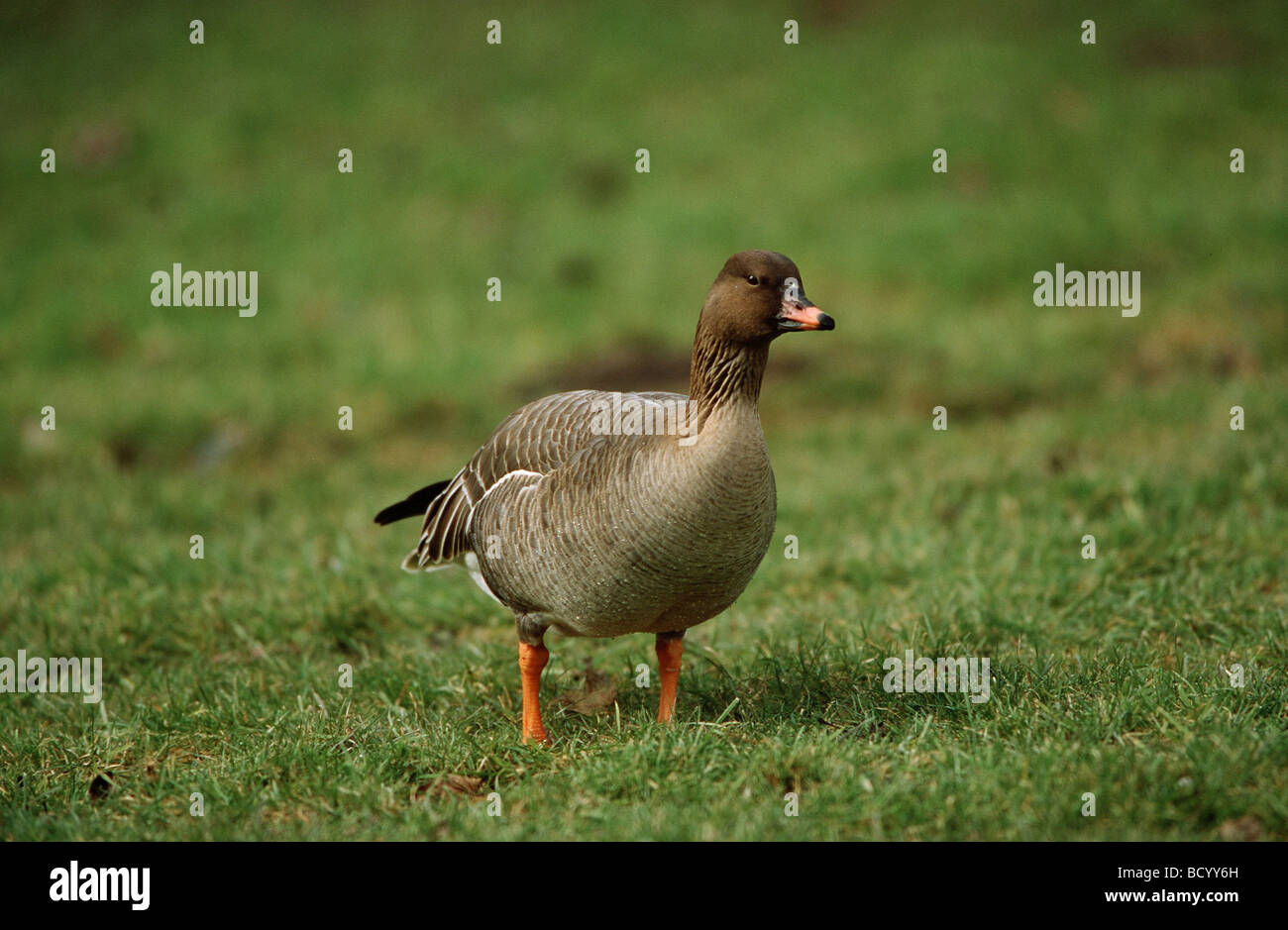 Brentgoose hi-res stock photography and images - Alamy