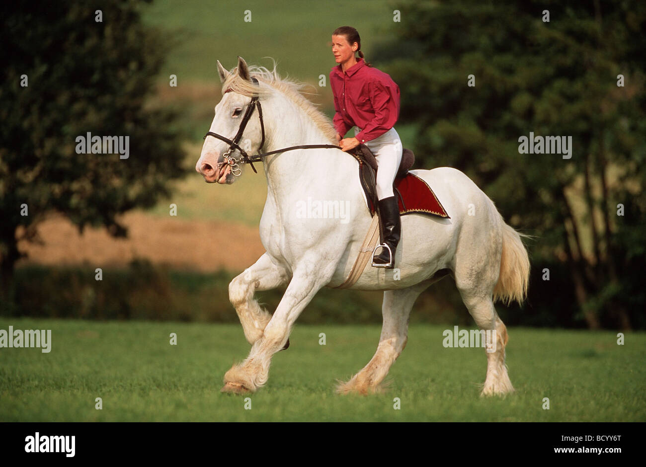 White Shire Stallion