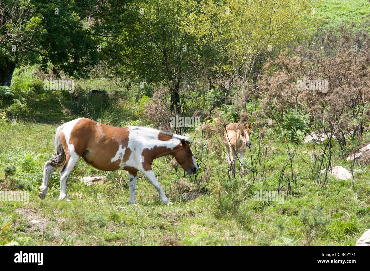 French horse from pyrenees mountains hi-res stock photography and ...