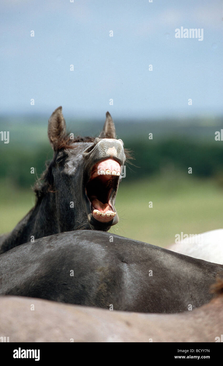 Thorough hi-res stock photography and images - Alamy