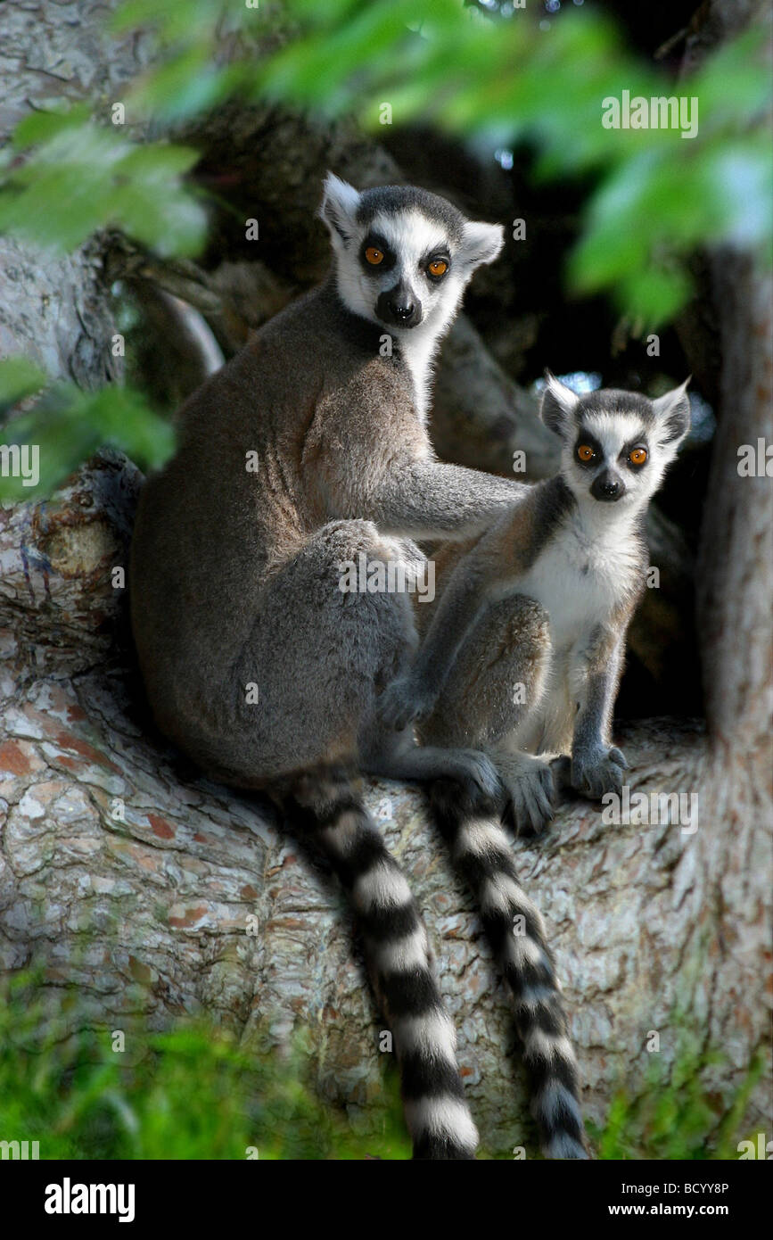 ring-tailed lemur with cub / Lemur catta Stock Photo - Alamy