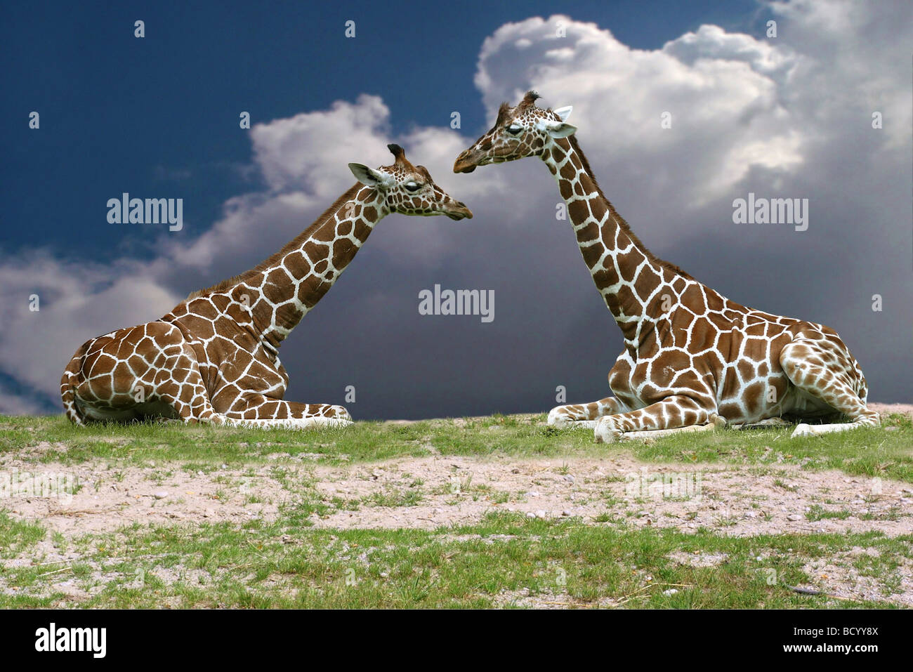 Sideways giraffe hi-res stock photography and images - Alamy