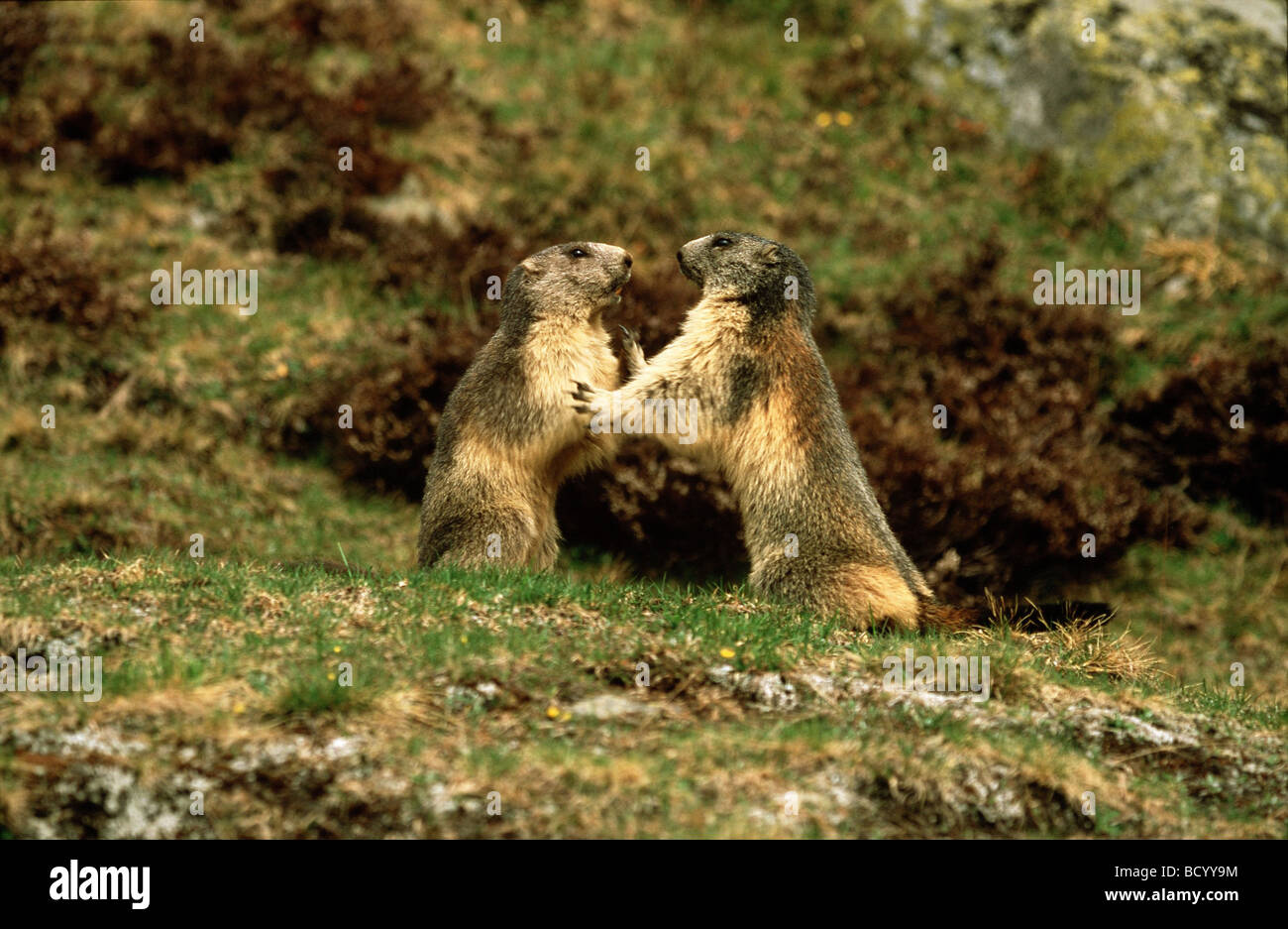 two Alpine marmots - fighting / Marmota marmota Stock Photo - Alamy