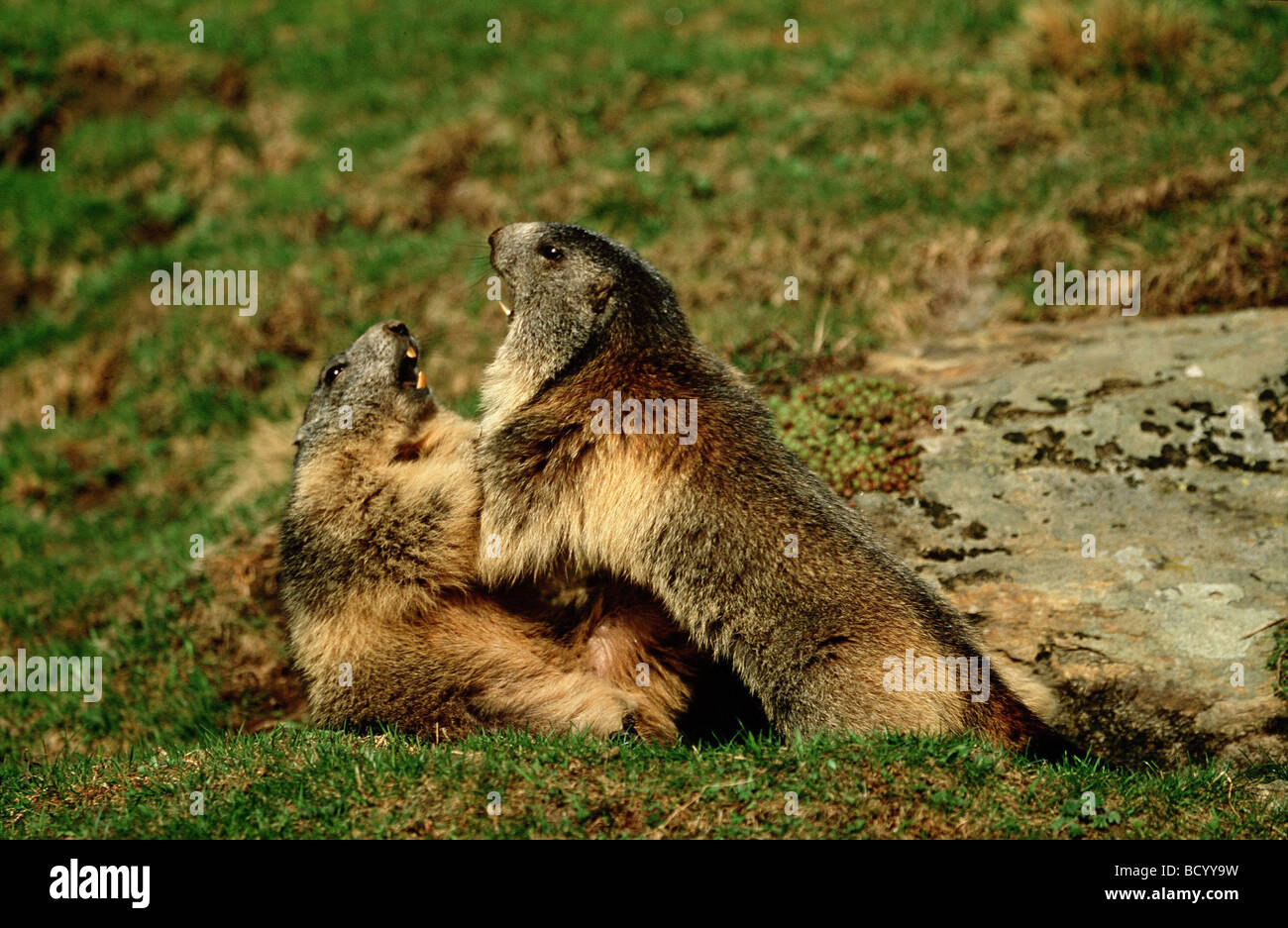 two Alpine marmots - fighting / Marmota marmota Stock Photo - Alamy