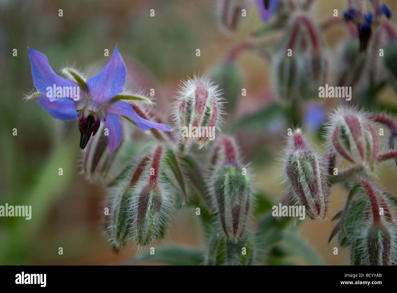 Borage officinalis, open blooms and buds Stock Photo - Alamy