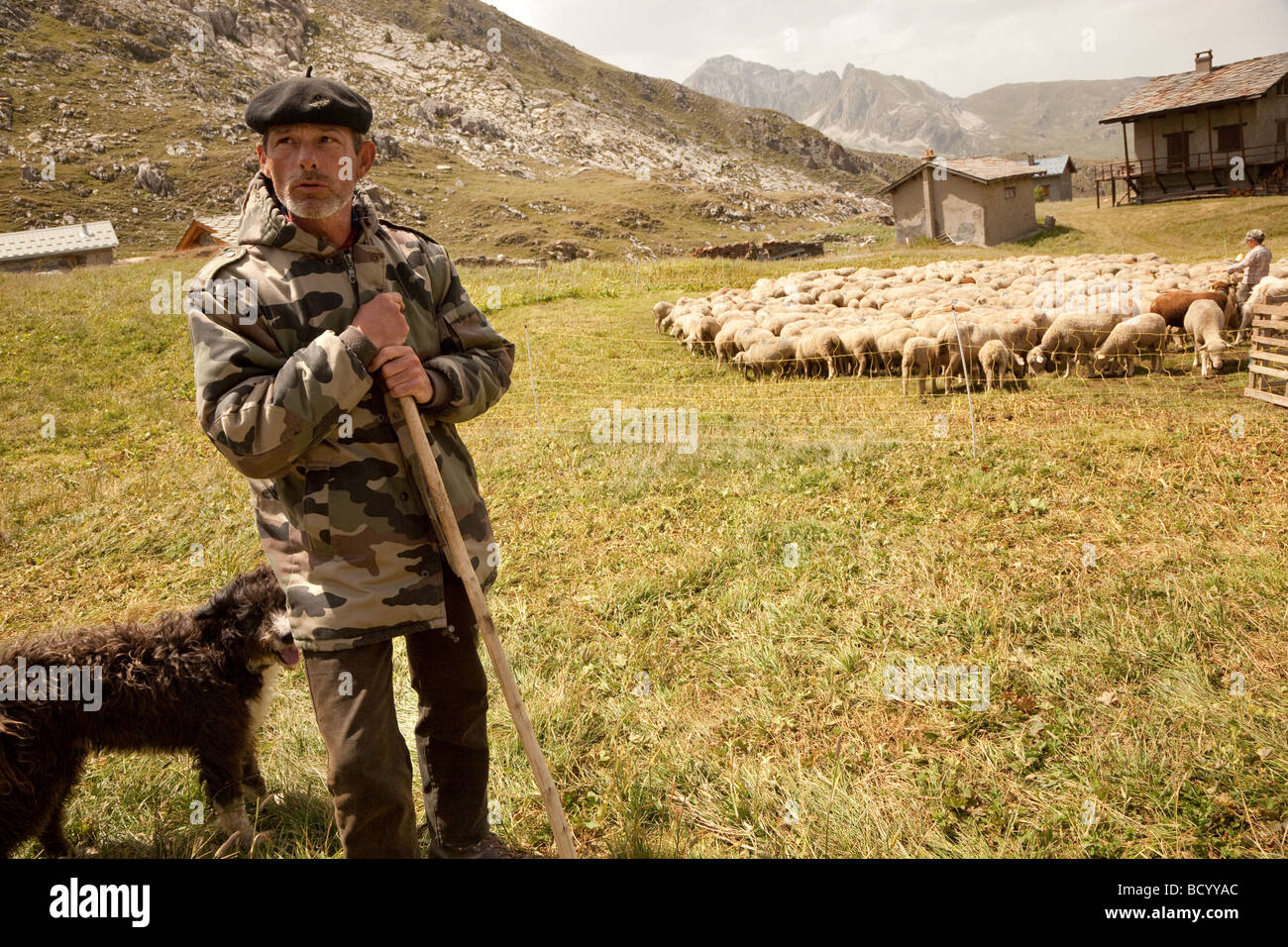 Shepherd dog watches herd hi-res stock photography and images - Alamy
