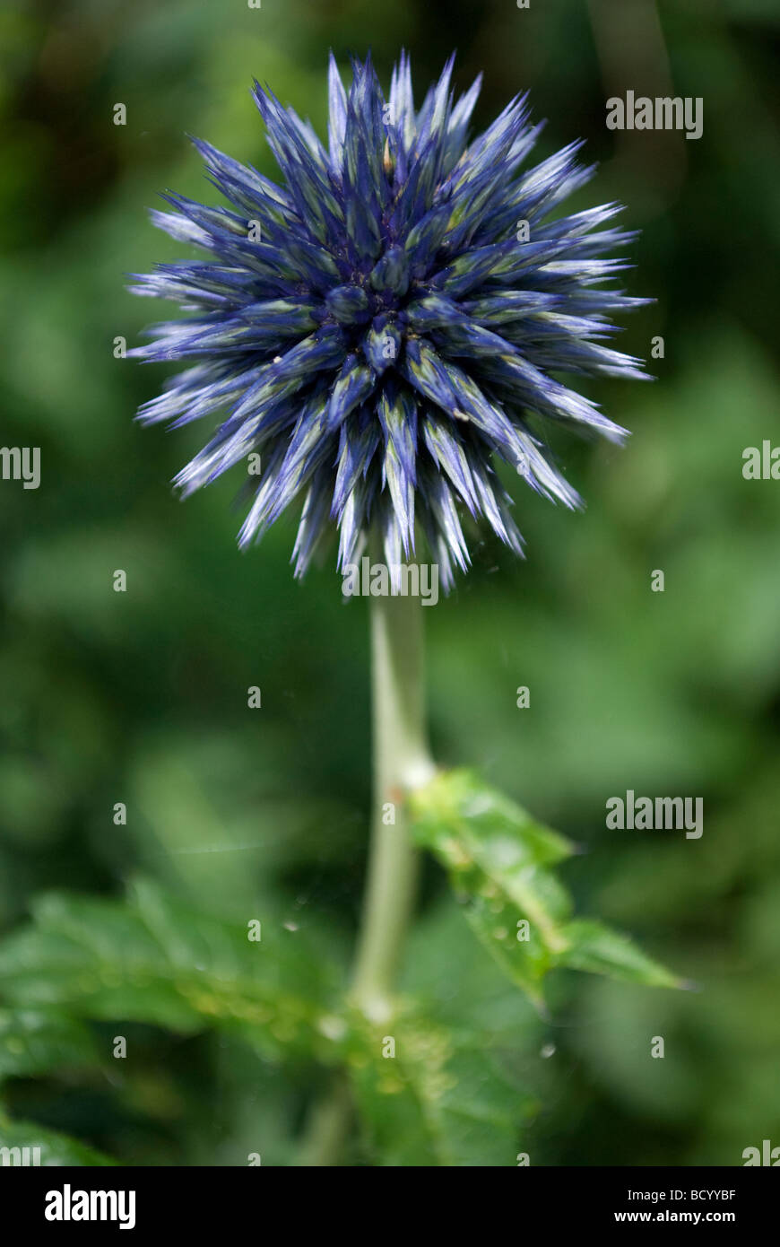Echinops ritro hi-res stock photography and images - Alamy