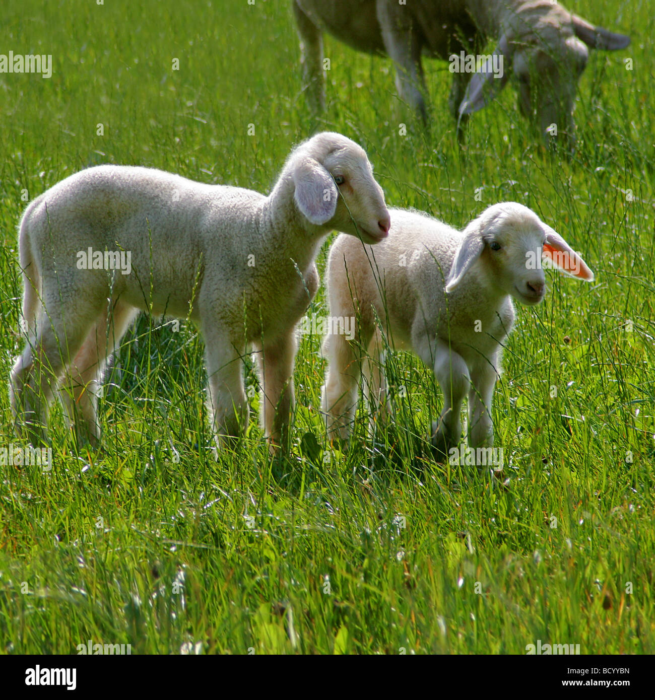 Two lambs hi-res stock photography and images - Alamy