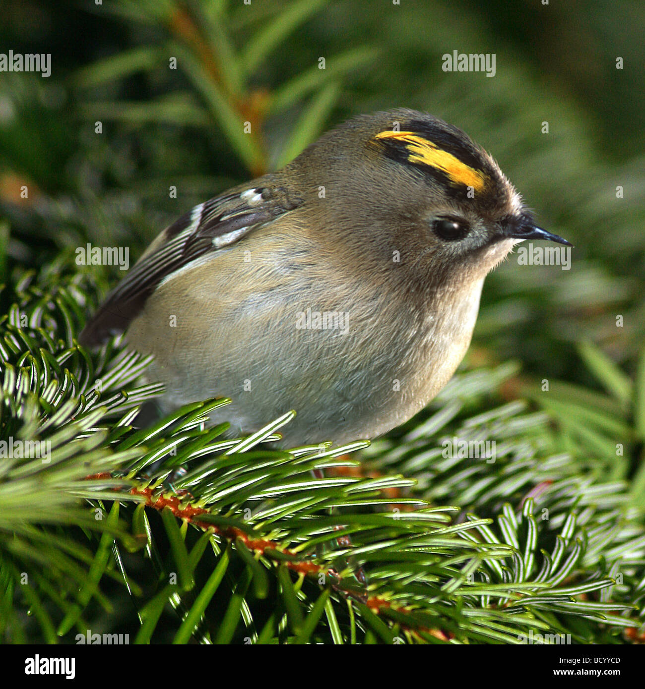 Migrant regulus regulus goldcrest hi-res stock photography and images ...
