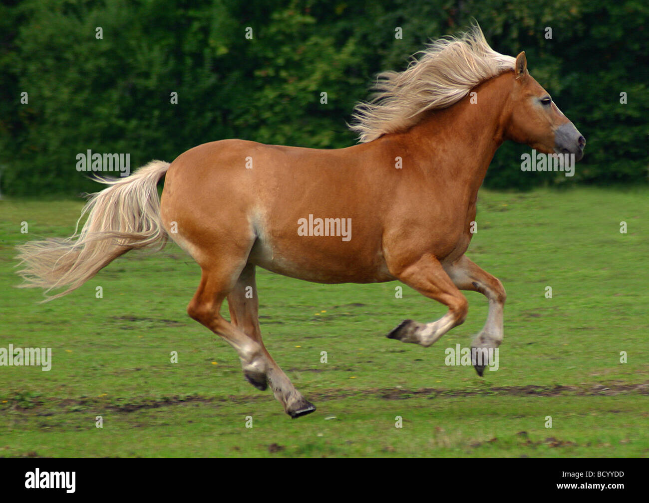 horse - galloping Stock Photo - Alamy