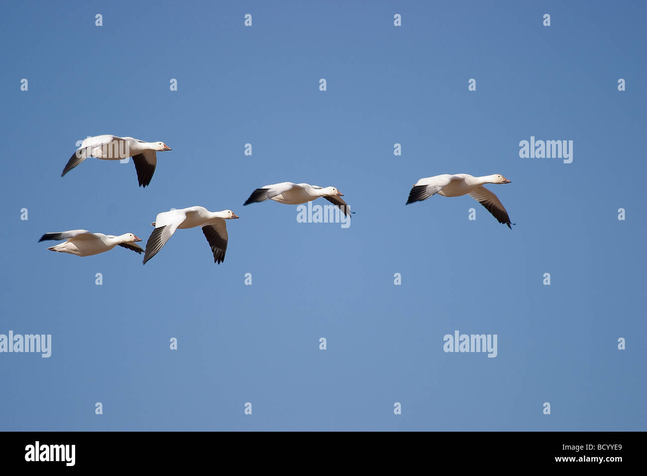 five snow goose - flying / Anser caerulescens Stock Photo - Alamy